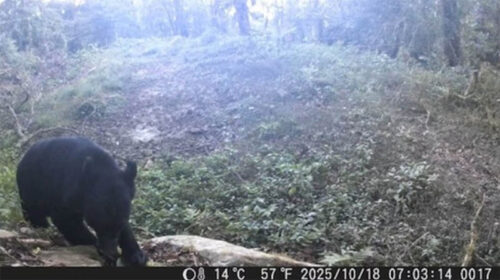 台湾の景勝地でクマ出没相次ぐという報道 | 新時代の夜明け前に2、アセンション旅立ちの日